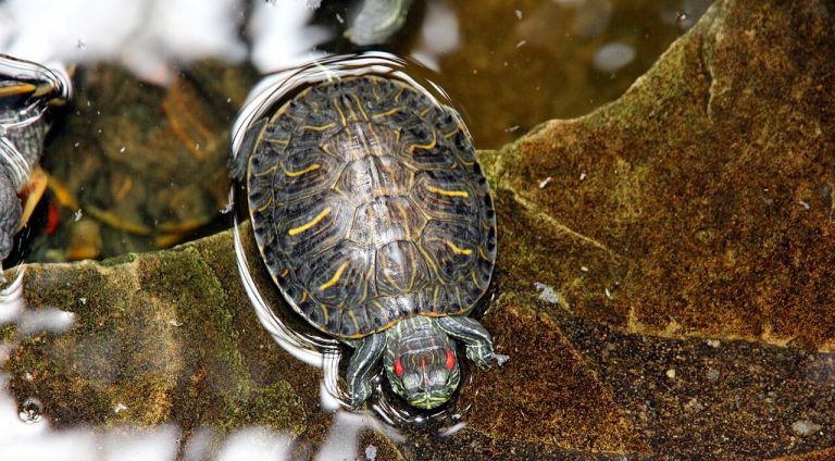 What is the Right Tank Size For a Red Eared Slider? - AquaticPals